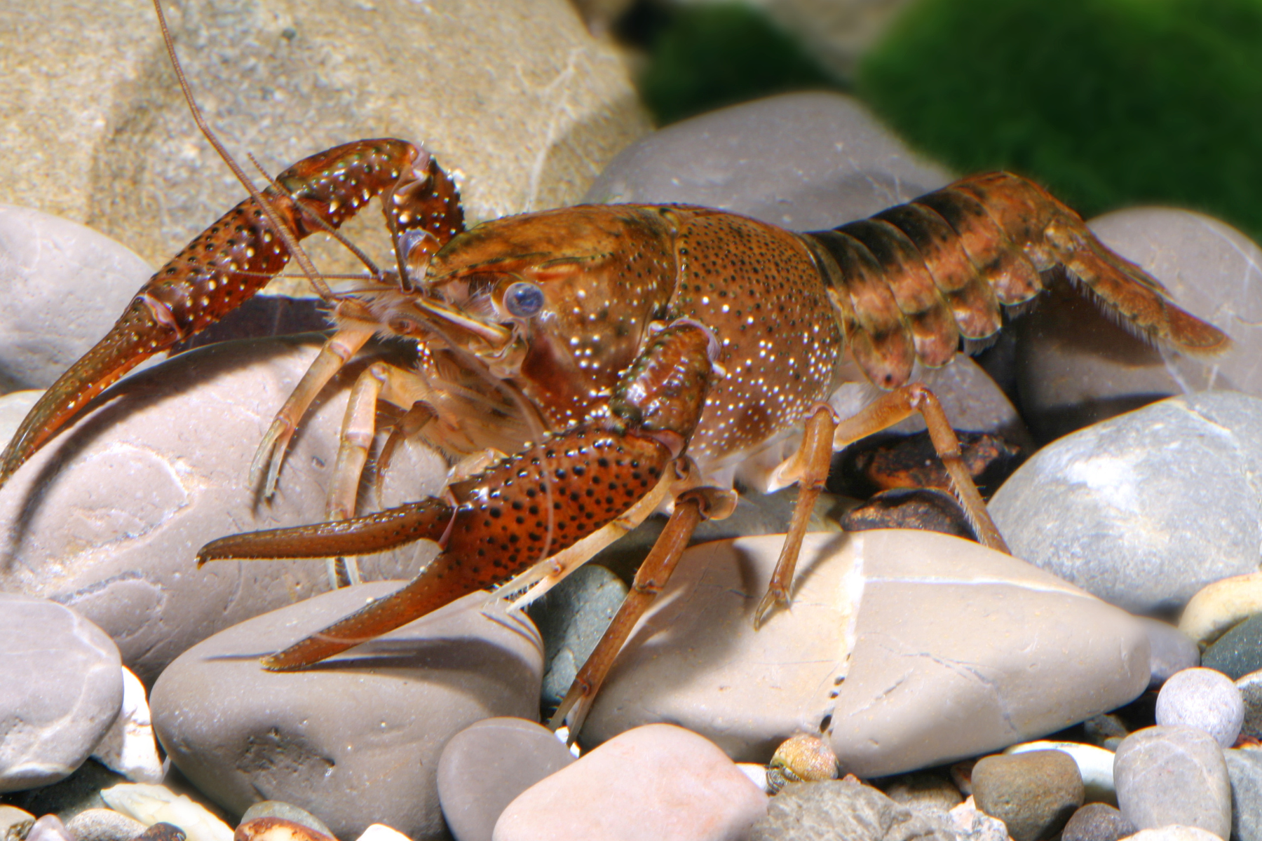 Crayfish as Indicator Species, Investigating Crayfish and Freshwater ...